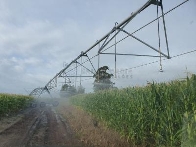 Santa Maria Leilões - Presenciais e Online