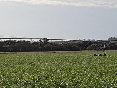 Santa Maria Leilões - Presenciais e Online